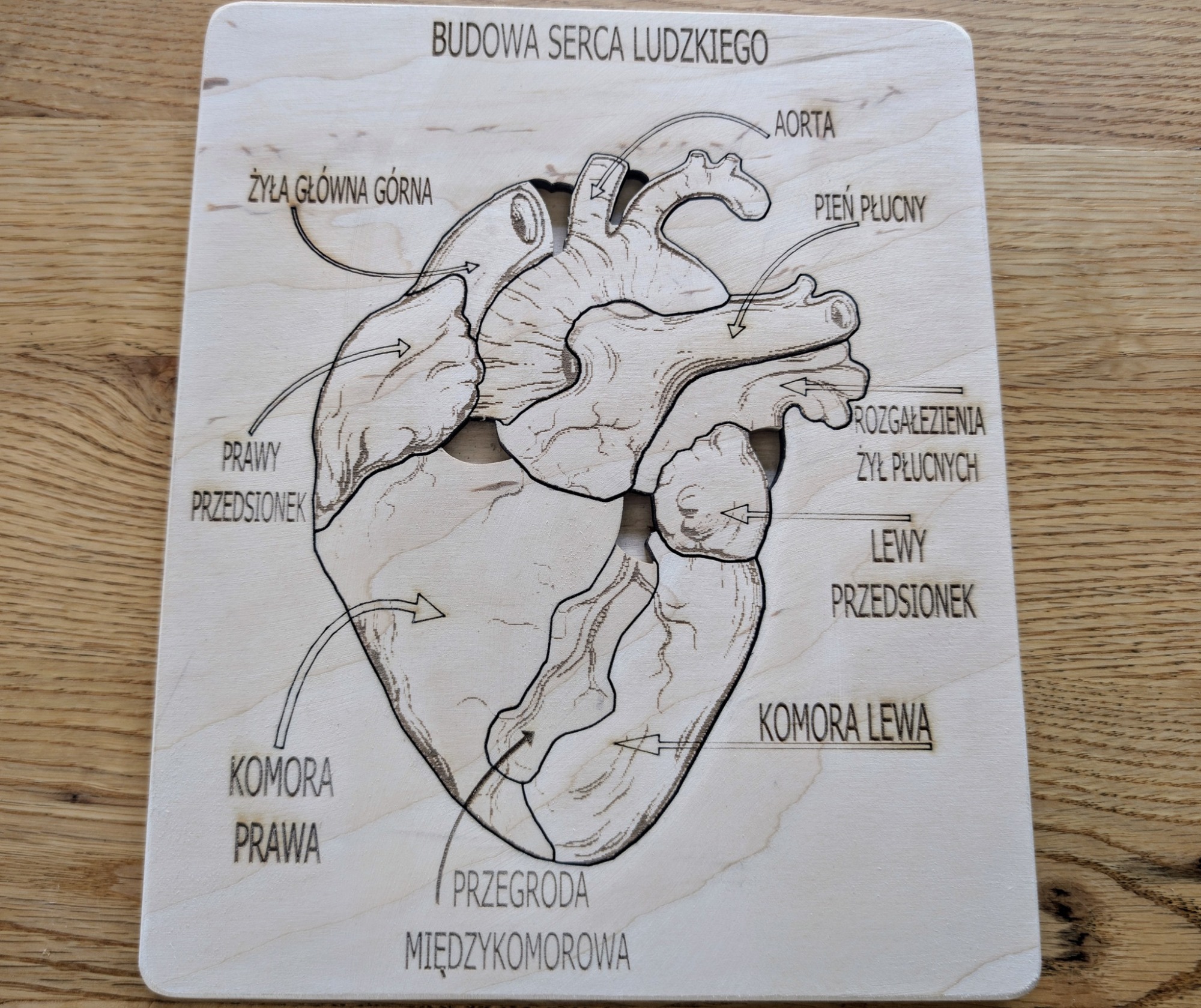 Budowa serca - anatomia człowieka - Drewno i Natura