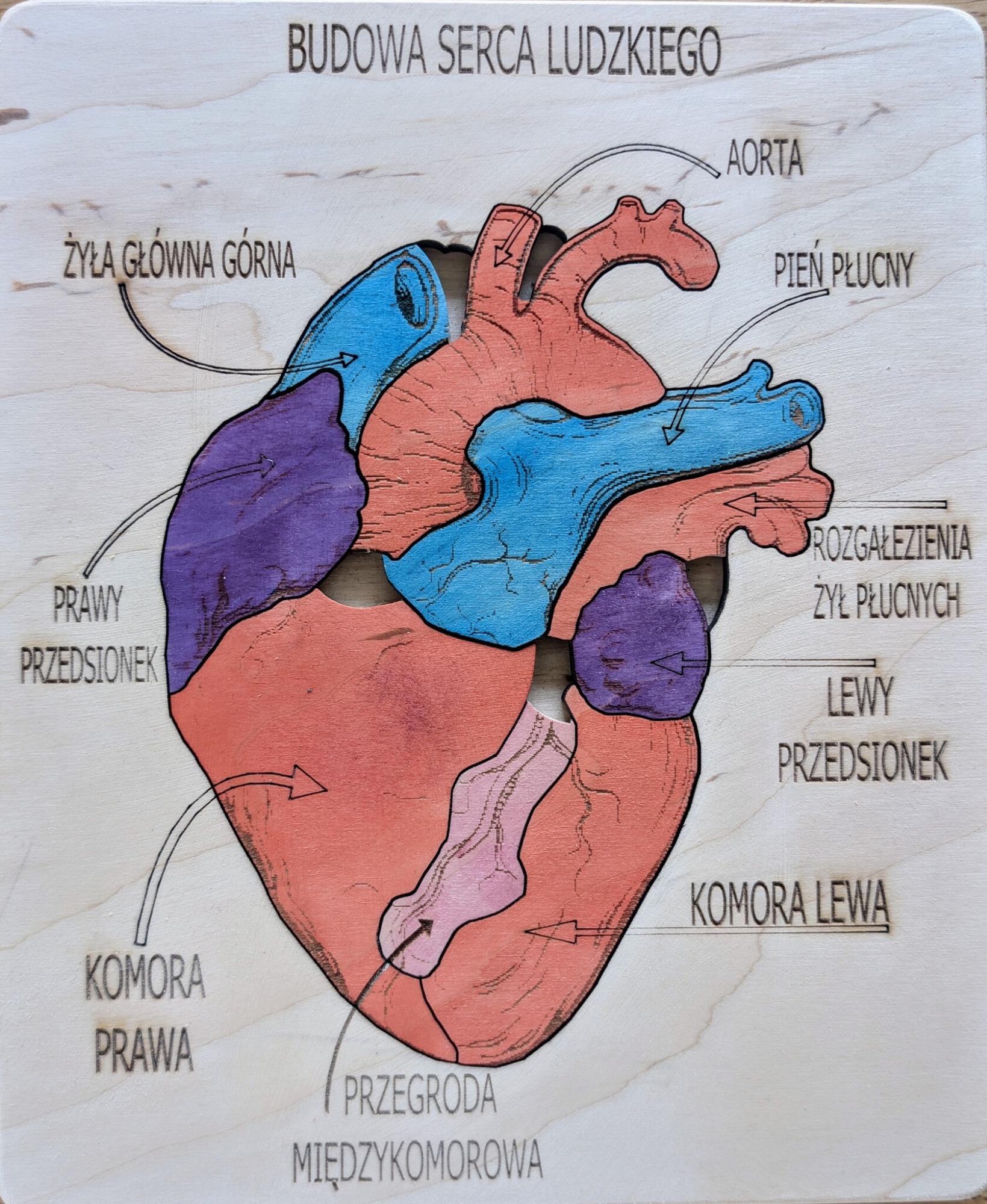 Budowa serca - anatomia człowieka - Drewno i Natura